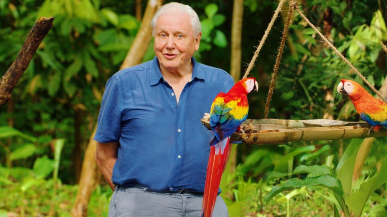 Nieuwe documentaire van Sir David Attenborough op Netflix - Newsmonkey