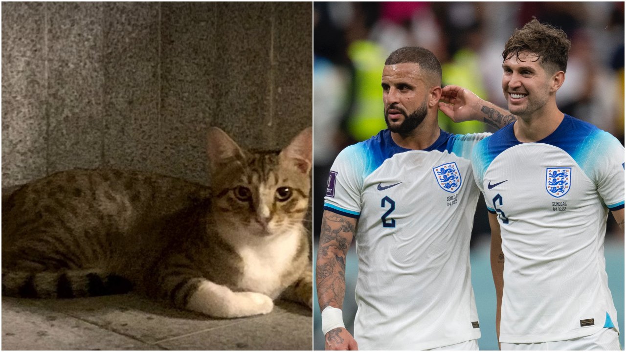Twee spelers Engels voetbalteam adopteren straatkatje uit Qatar ...