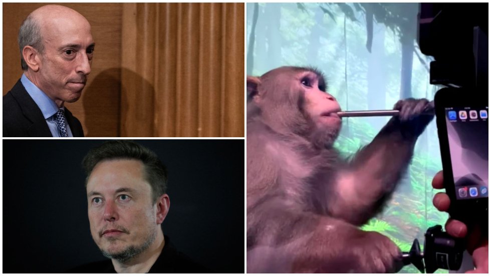 "Aucun singe n'est mort lors des tests chez Neuralink" : la SEC pressée ...