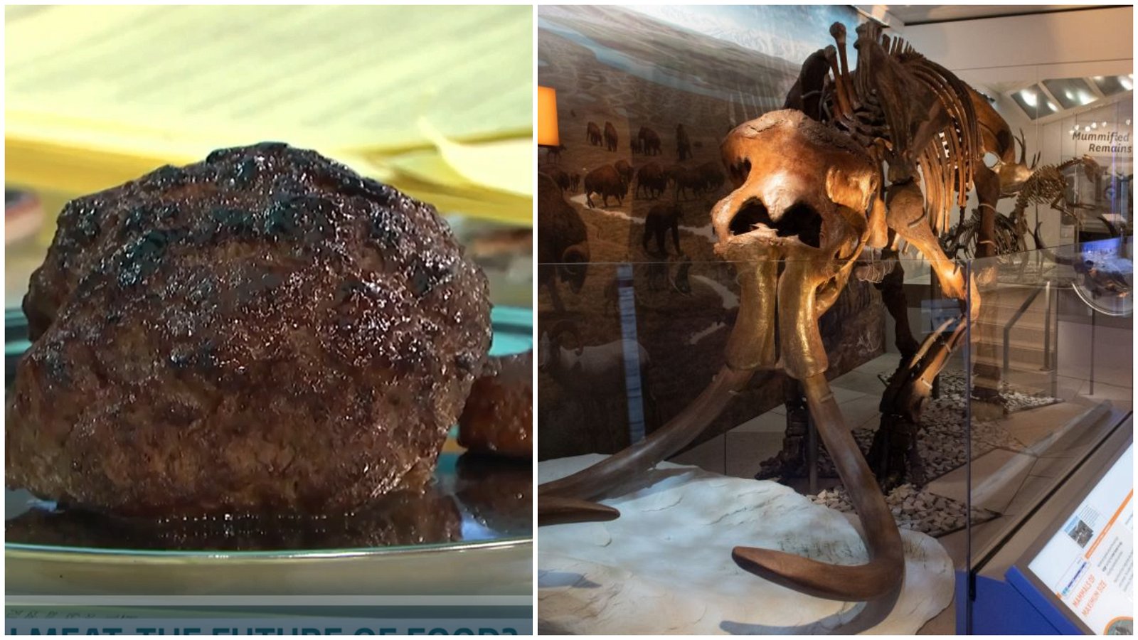 Une entreprise australienne ressuscite le mammouth, directement du labo ...