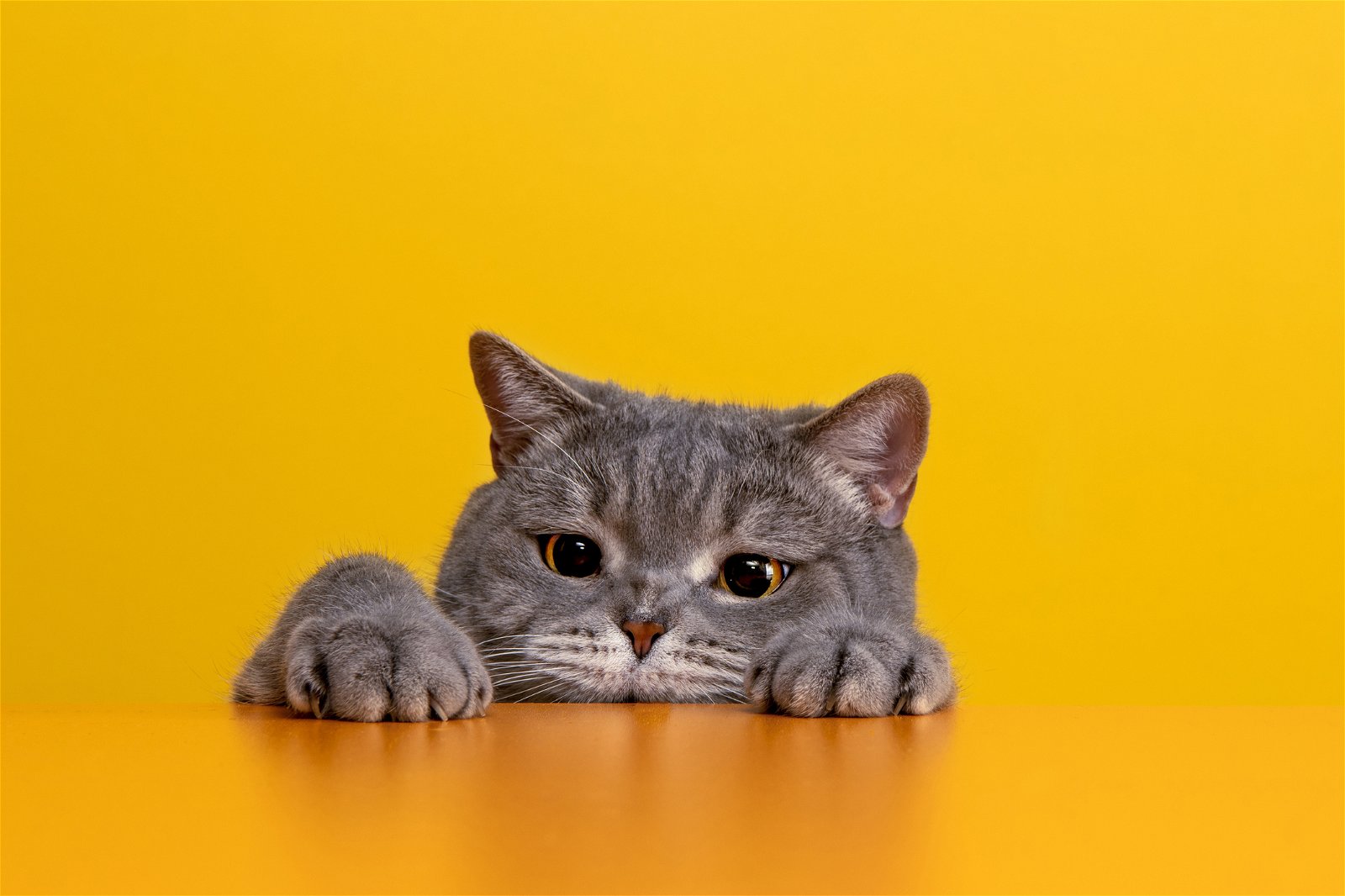 Comment votre chat peut vous rendre aveugle - Business AM - FR