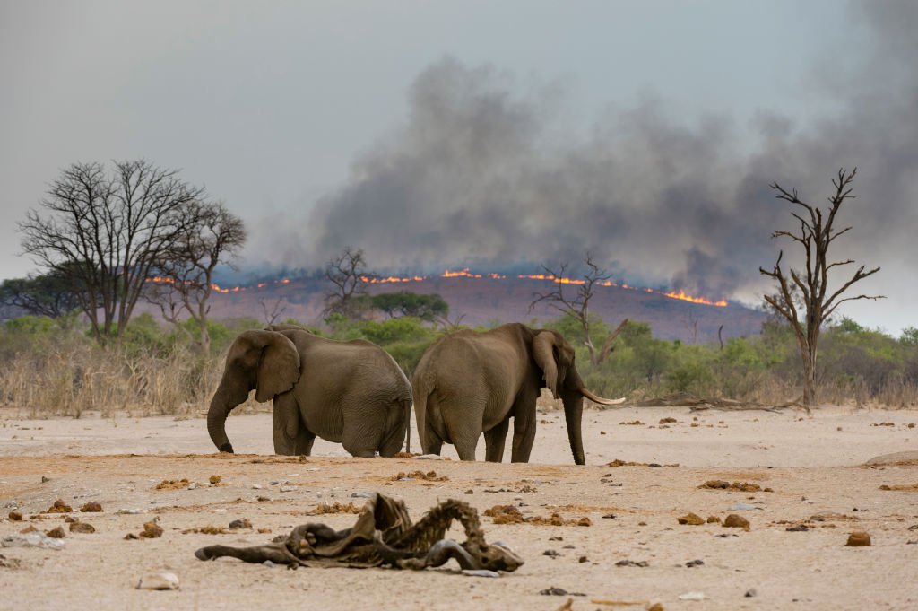 Klimaatverandering nefast voor olifanten, die momenteel met de honderden sterven van dorst door ...