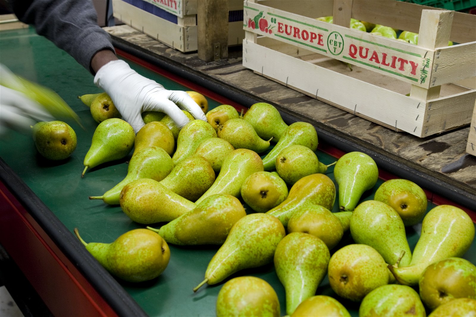 Un fruit sur trois proposé aux Belges est infecté par de dangereux ...