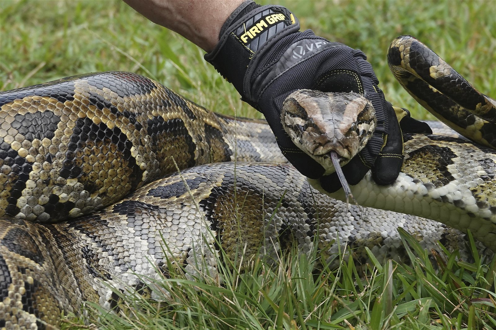 Florida zet tijgerpython op het menu - Business AM