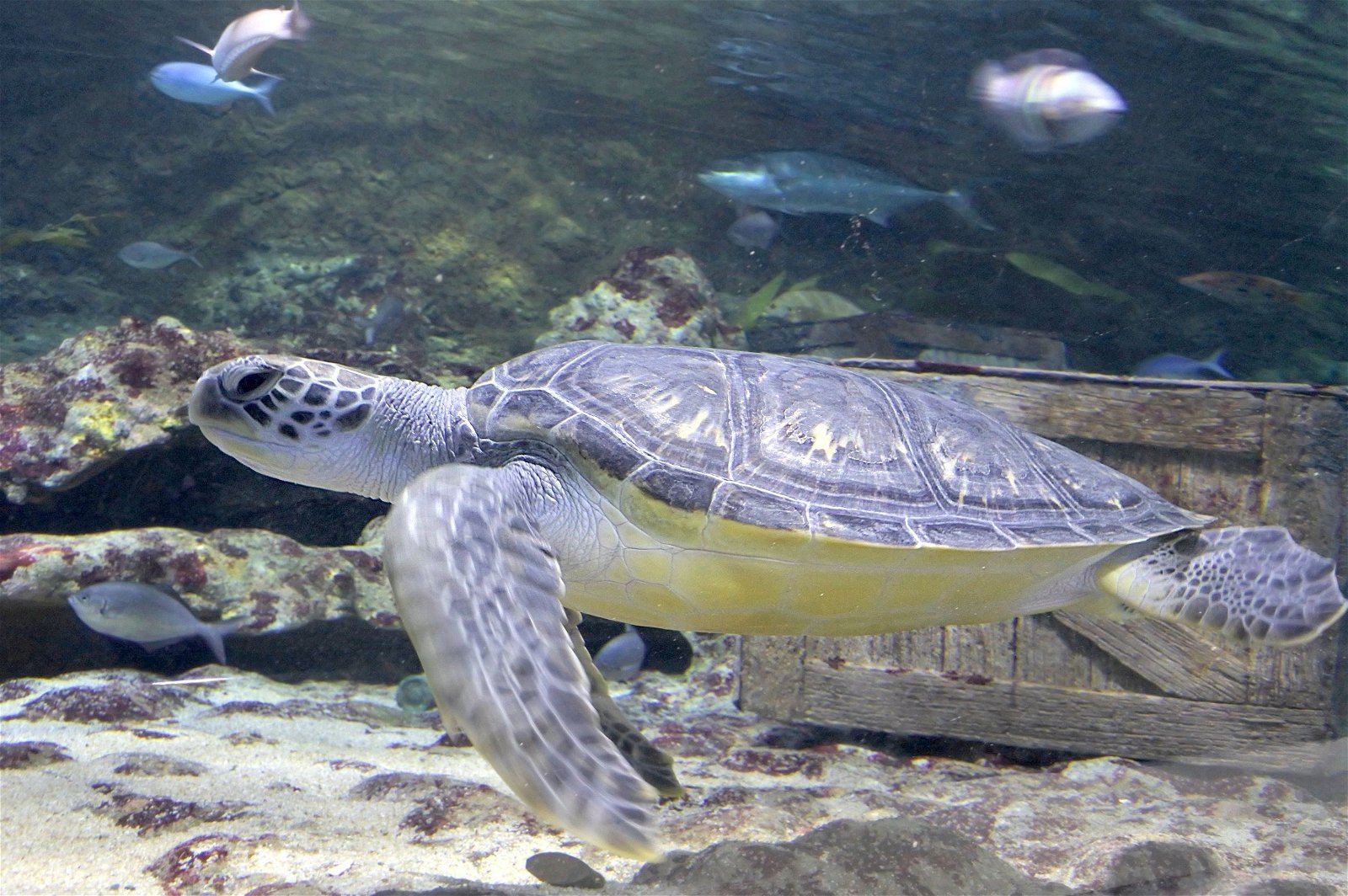 Australische aboriginals verzetten zich tegen gigantisch gasproject ...