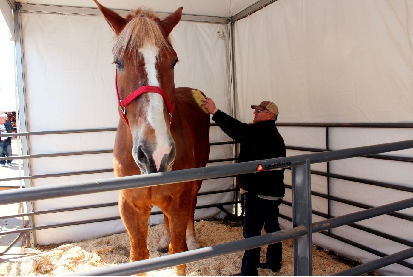 Big Jake, grootste paard ter wereld en van Belgische afkomst, overleden ...