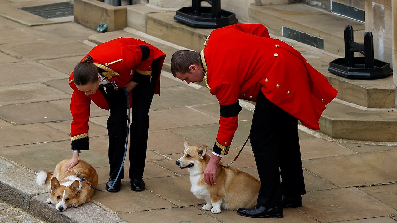 Zo namen de corgi's en pony van Queen Elizabeth afscheid van hun baasje ... Zo namen de corgi's en pony van Queen Elizabeth afscheid van hun baasje ...