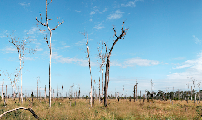 La forêt amazonienne se transforme de plus en plus en savane - Business ...